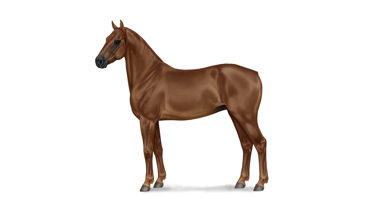 NOBLE HORSE CHAMPION