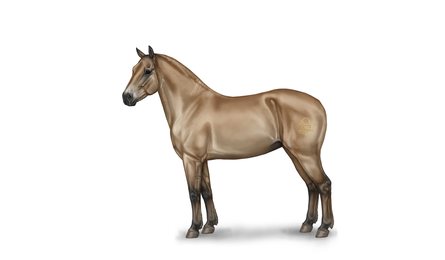 NOBLE HORSE CHAMPION